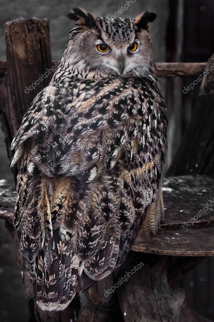 Un gran búho águila búho se sienta mirando hacia atrás sobre su hombro ...