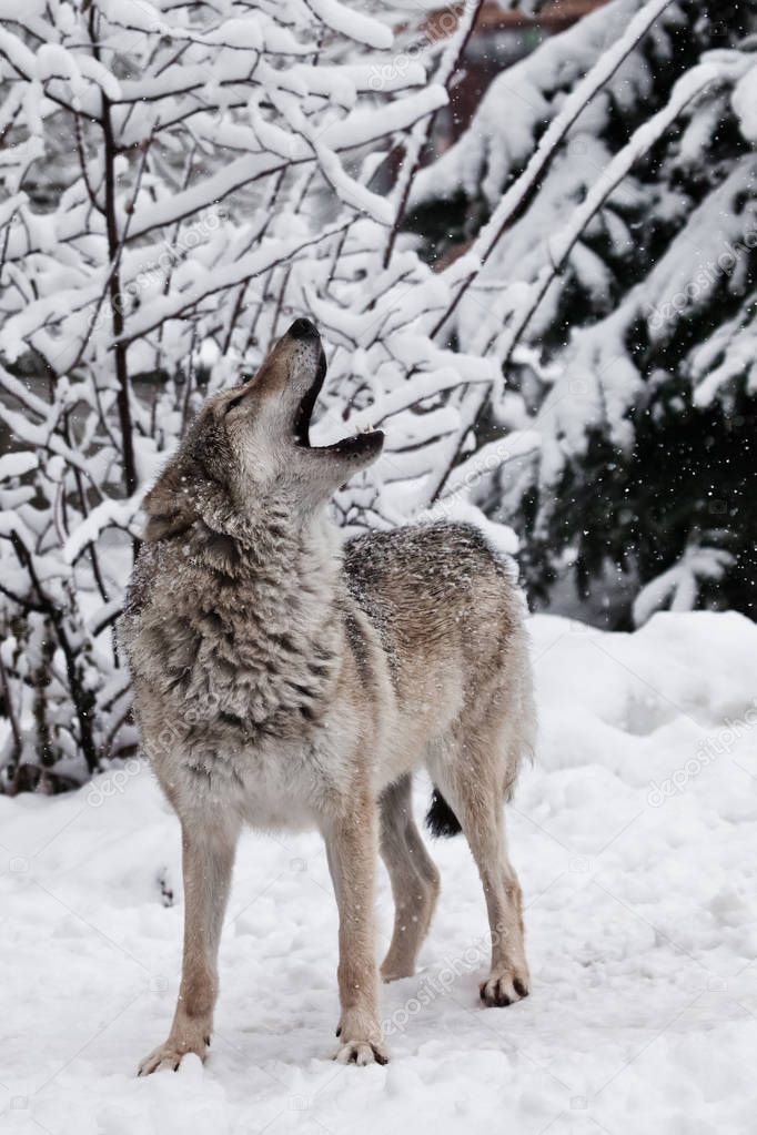 Canción del lobo. Un lobo (lobo hembra) aulla (aullando, gritando 2024