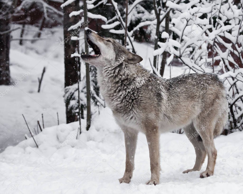Canción del lobo. Un lobo (lobo hembra) aulla (aullando, gritando 2024