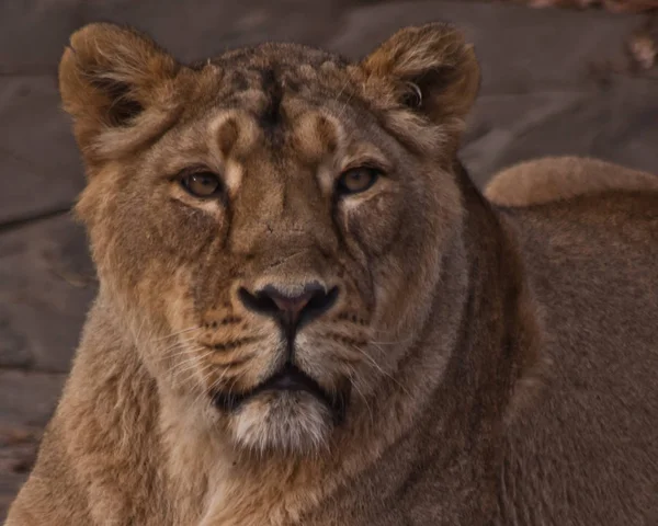 Lioness Calmly Watching You Lioness Strong Beautiful Animal ...