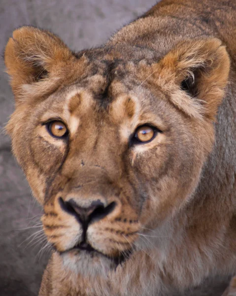 Lioness Calmly Watching You Lioness Strong Beautiful Animal ...