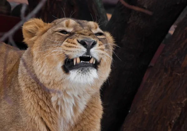 Lioness female growls muzzle close up. evil eyes and powerful fa ...