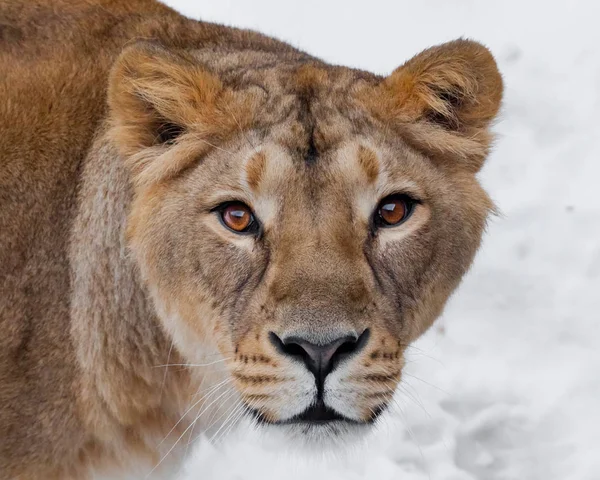 Lion snow Stock Photos, Royalty Free Lion snow Images | Depositphotos