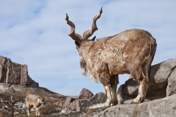 Scapegoat Stock Photos, Royalty Free Scapegoat Images | Depositphotos