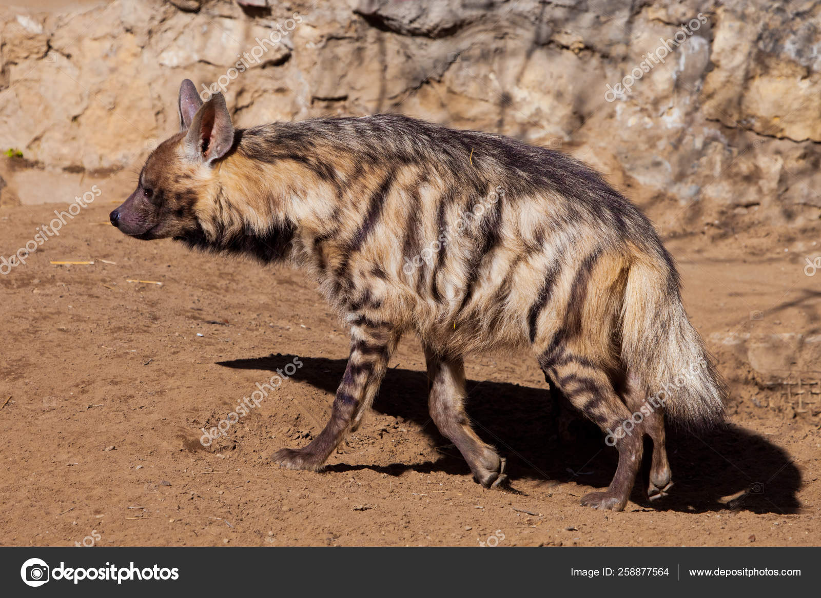 Striped Hyena Face