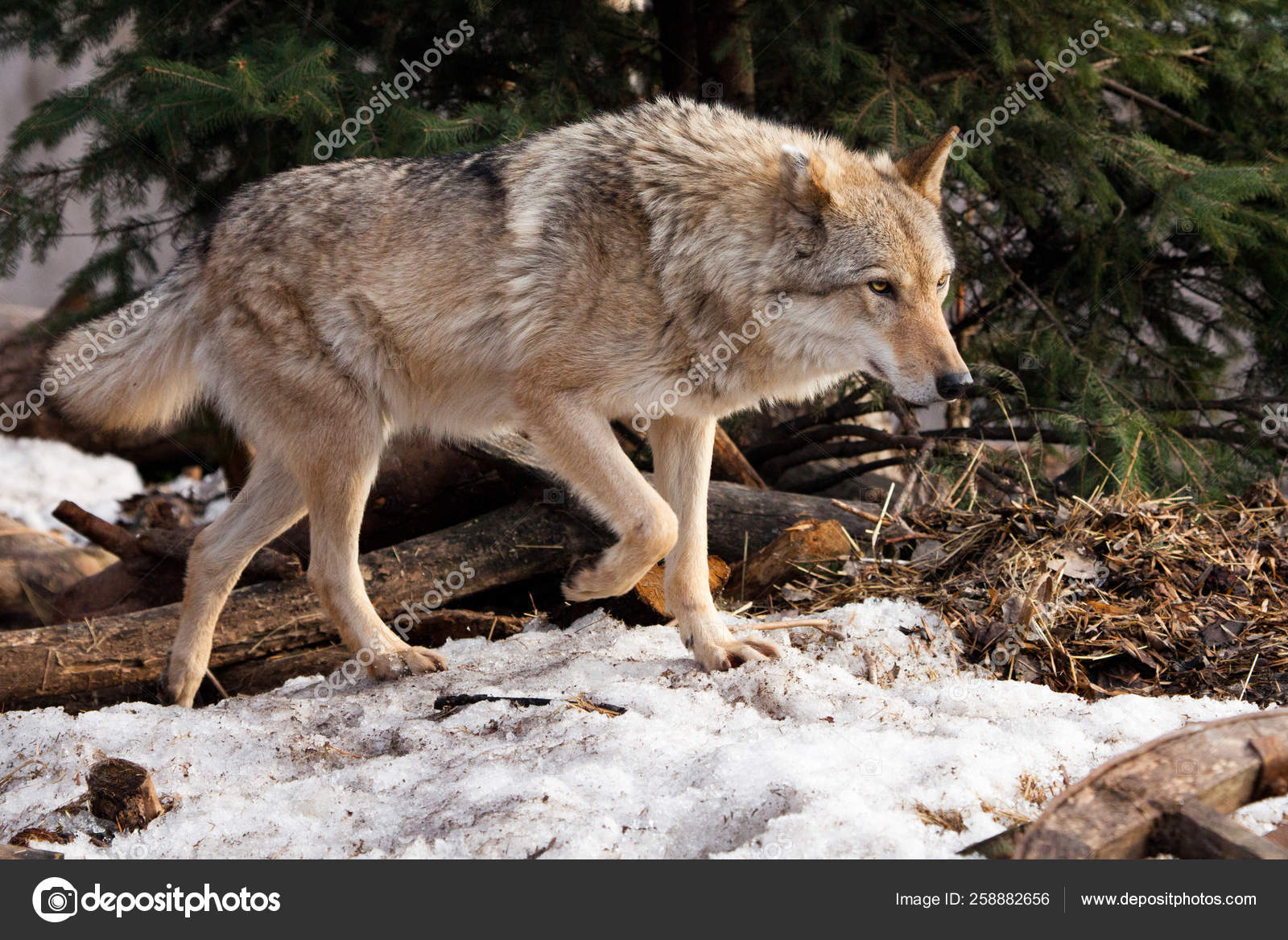 A wolf comes out from behind a tree lit by the sunPowerful preda ...