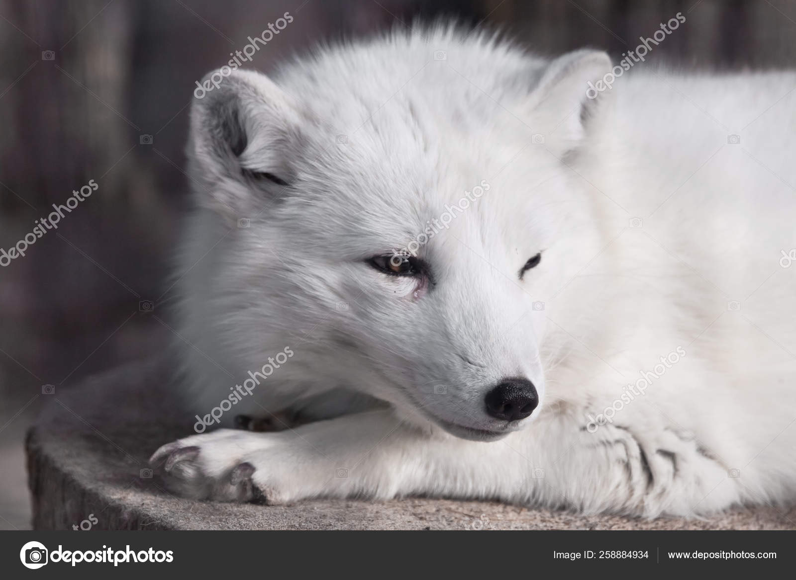Cute White Baby Foxes
