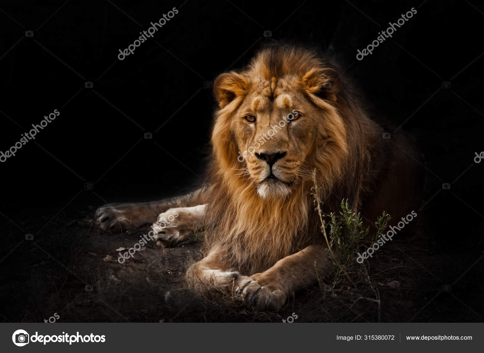 Beast is a powerful maned male lion. Impressively lies and rest — Stock ...