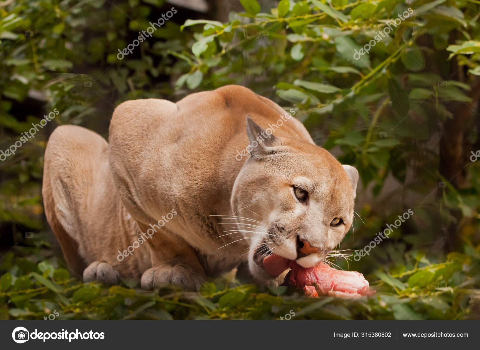 Big cat cougar (cougar) over a piece of meat (eating red meat), — Stock ...