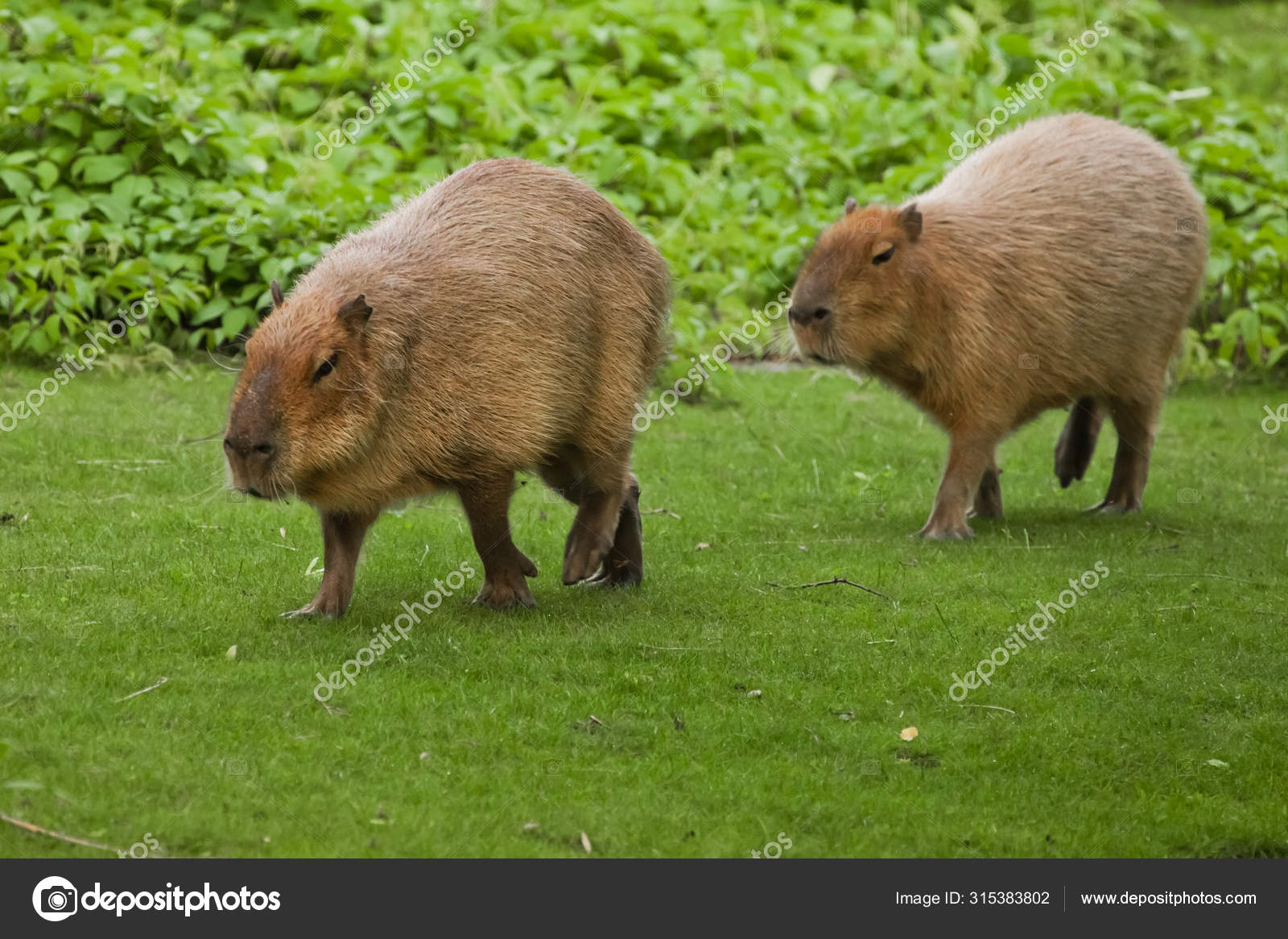 Two capybaras go on a green meadow. giant south american rodents ...