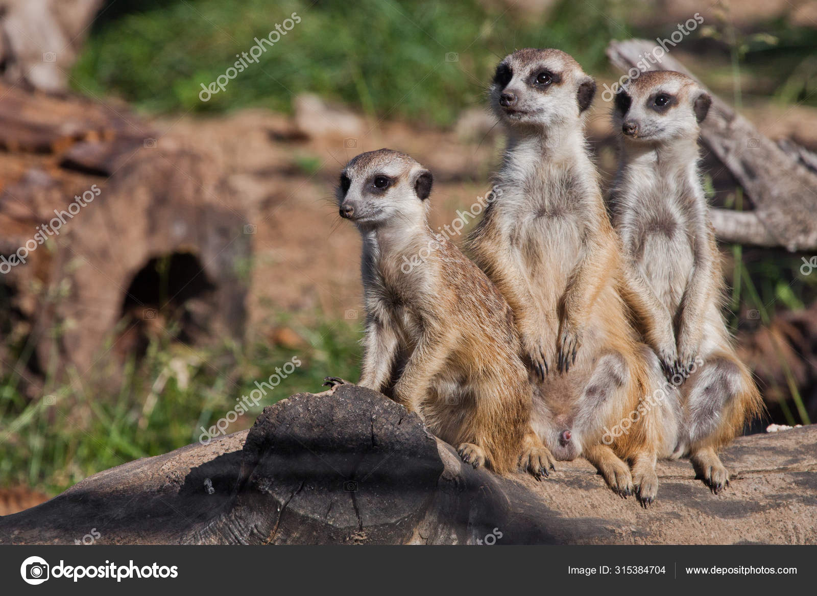 Meerkat Timon