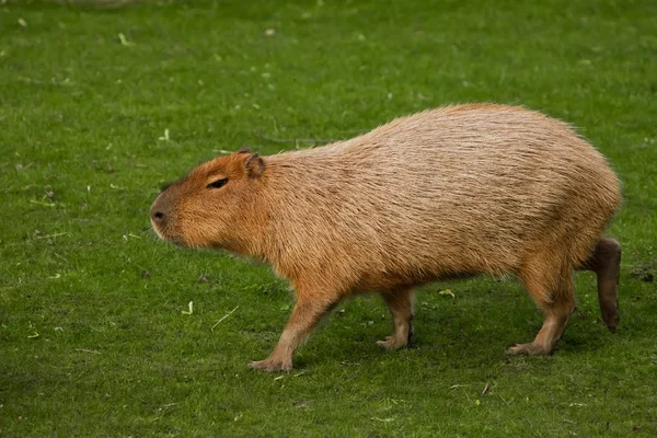 Capybara Stock Photos, Royalty Free Capybara Images | Depositphotos