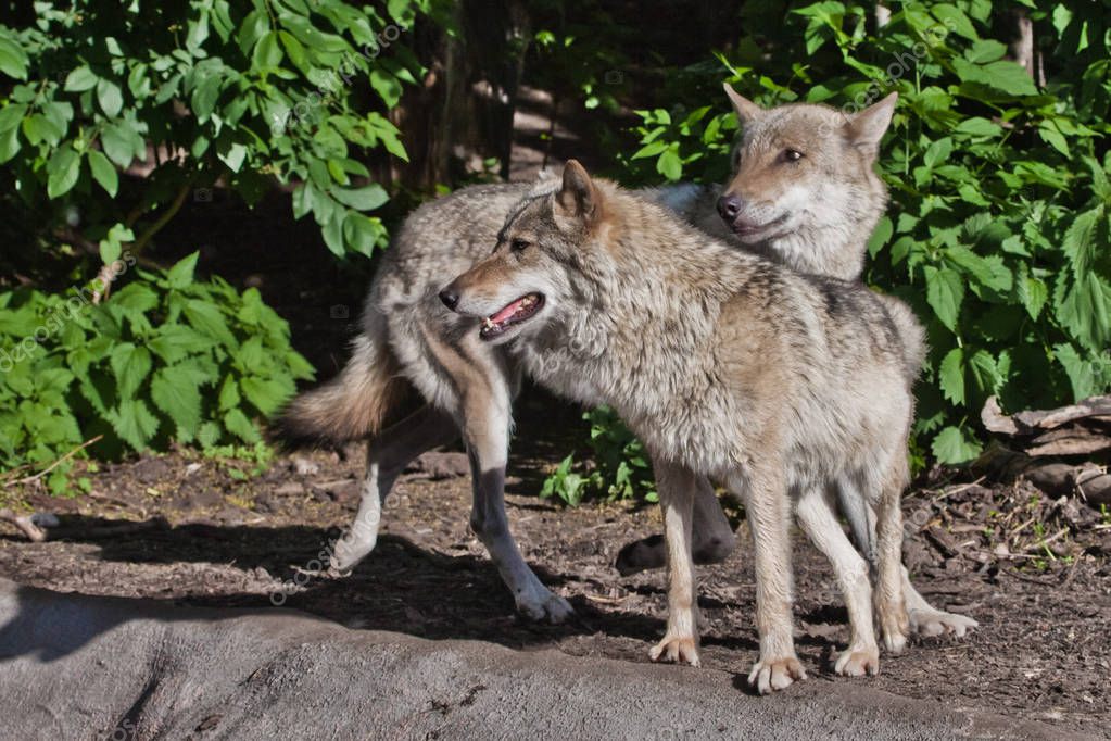 Lobo lobo macho y hembra entre el bosque verde, hermosos animales 2024