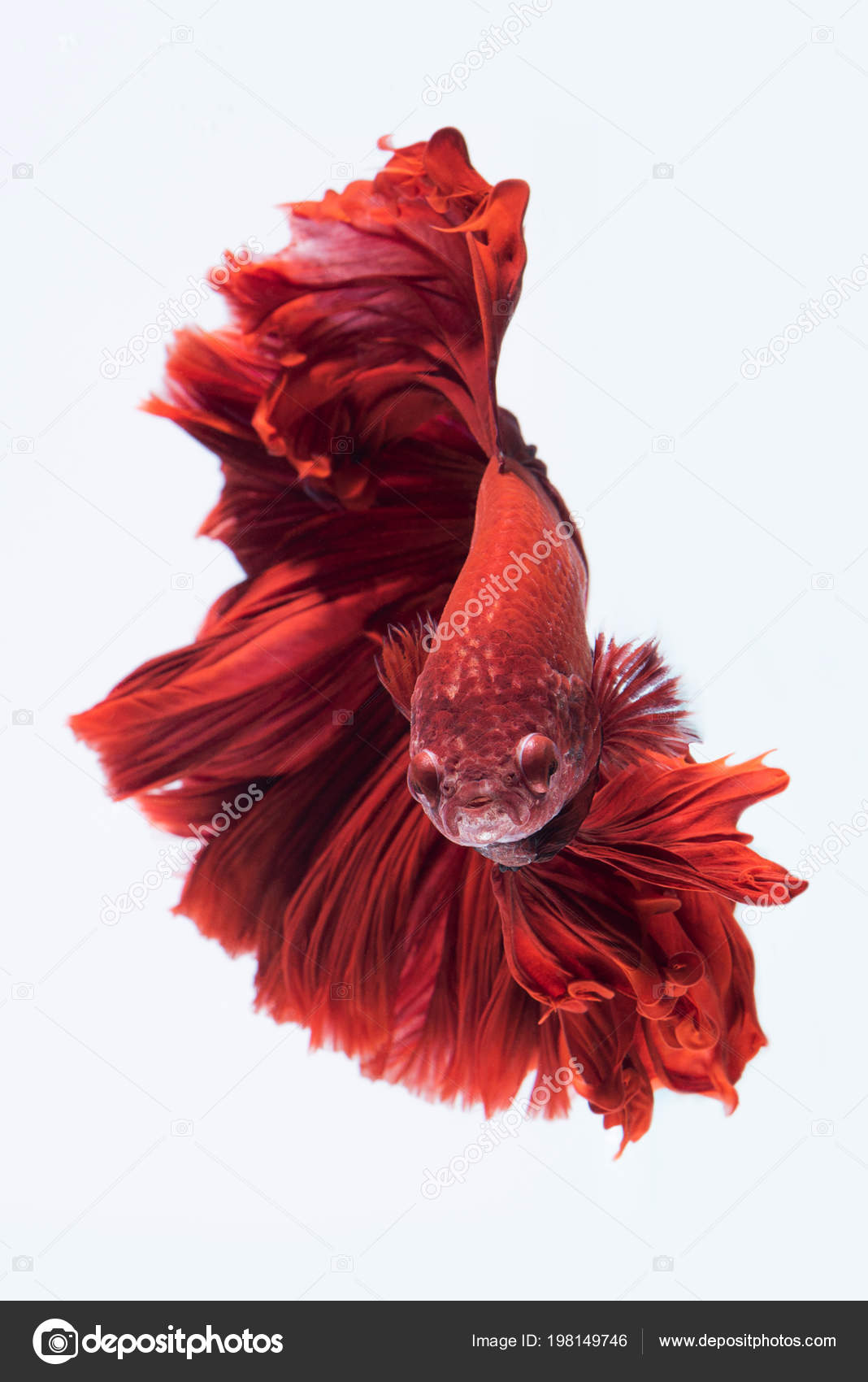 Red And White Betta Fish