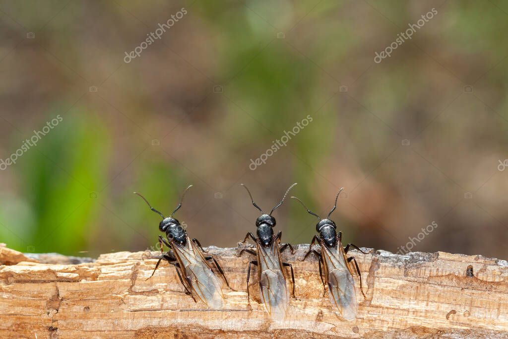 Tres hormigas negras aladas sentadas en un tronco seco y mirando hacia ...