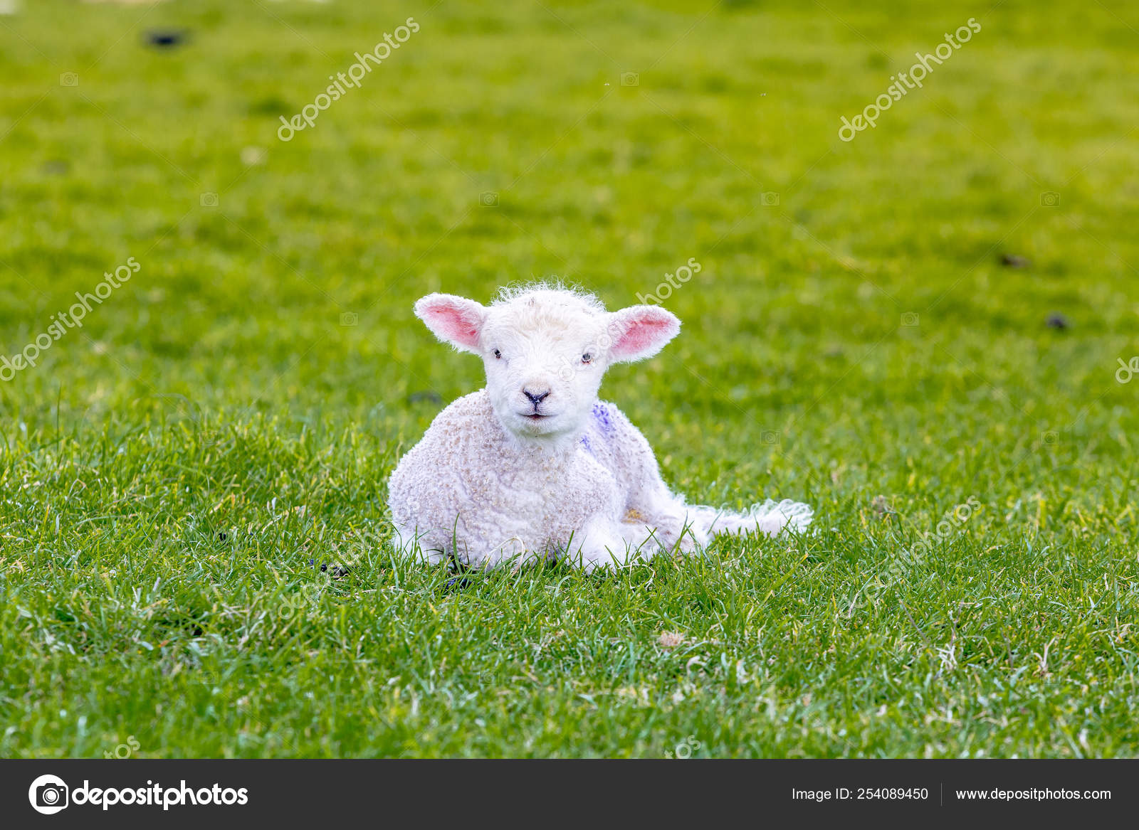 Newborn Sheep