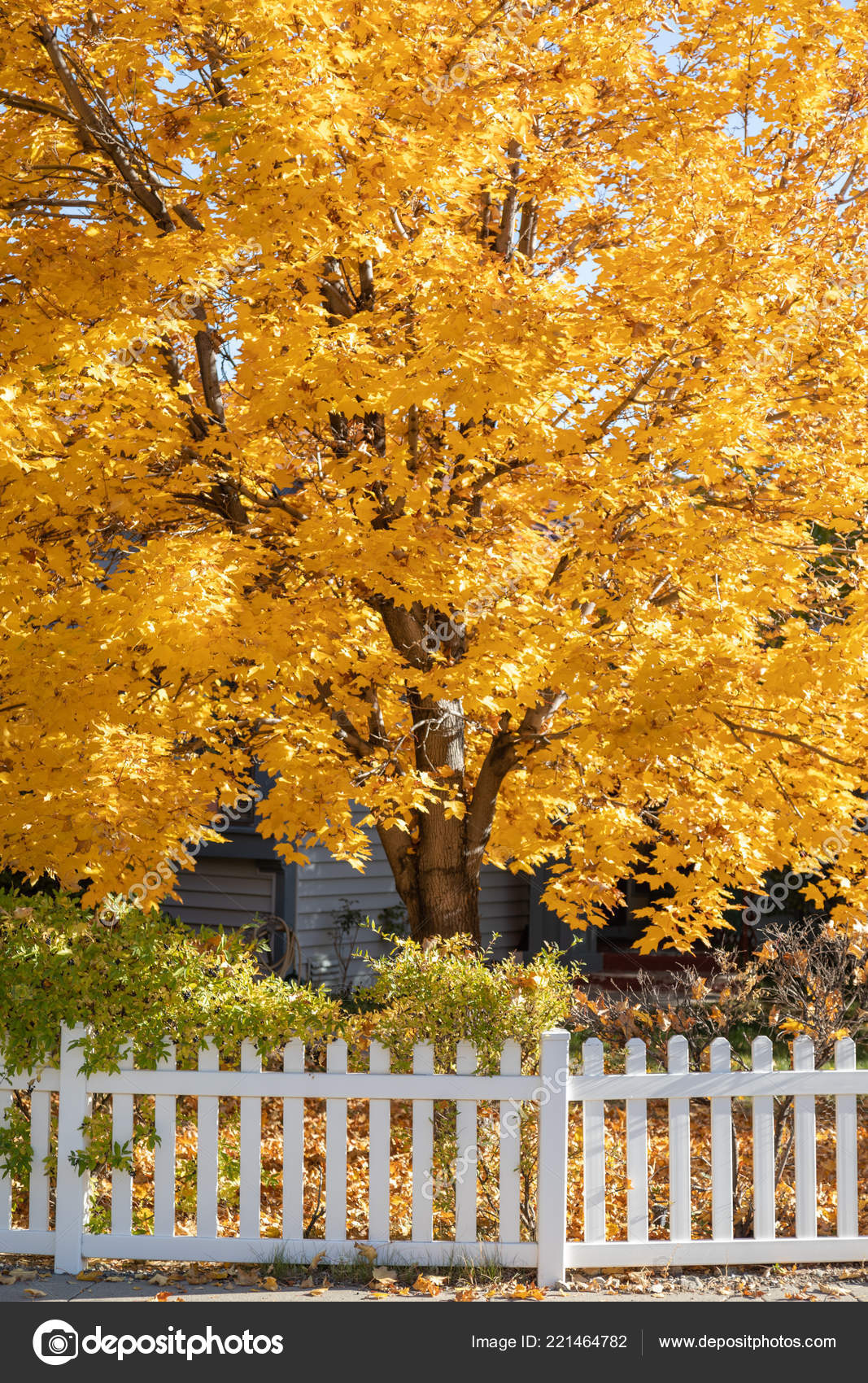 Bright yellow fall tree leaves background in front of home with white ...