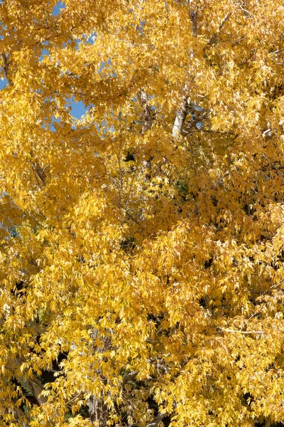 Bright yellow fall tree leaves background in front of home with white ...