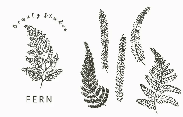 fern collection logo with leaf,leaves.Vector illustration for icon,logo ...
