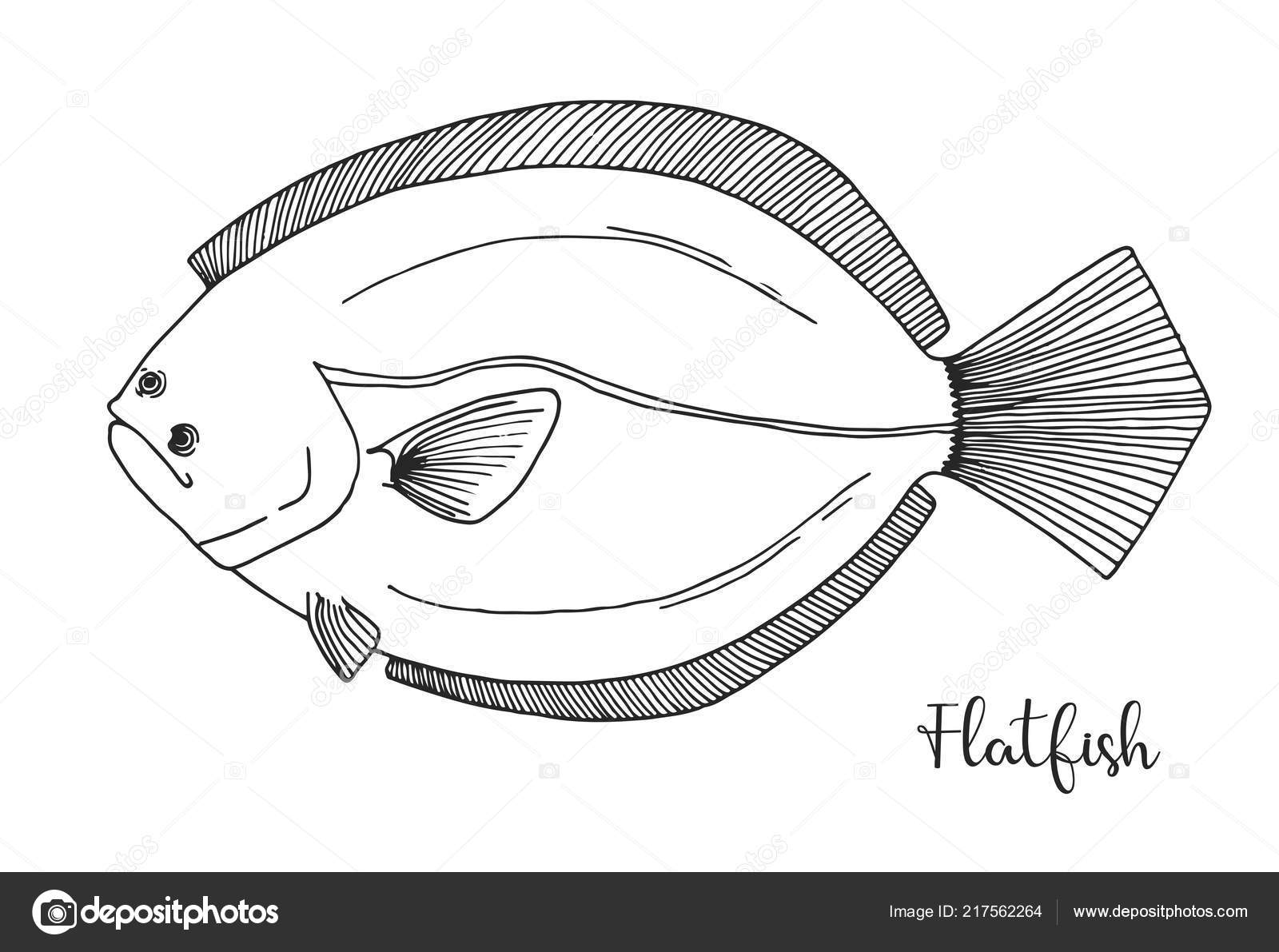 Hand Drawn Flatfish Vector Illustration Sketch Style Stock Illustration ...
