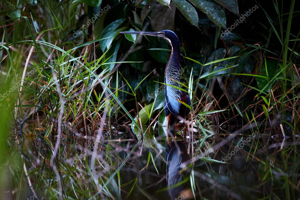 Garza Agami, Agamia agami, rara de ver, ave vulnerable entre la ...