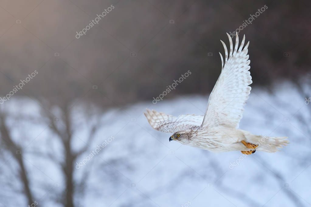 Gavilán siberiano blanco, Accipiter gentilis albidus, vista lateral de ...