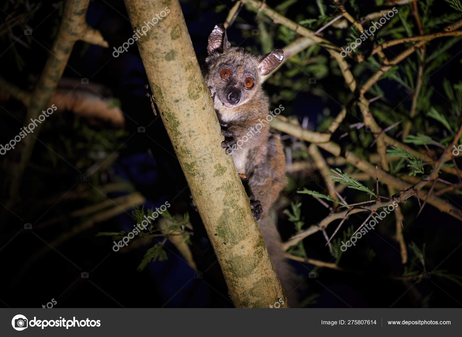 Greater Bush Baby
