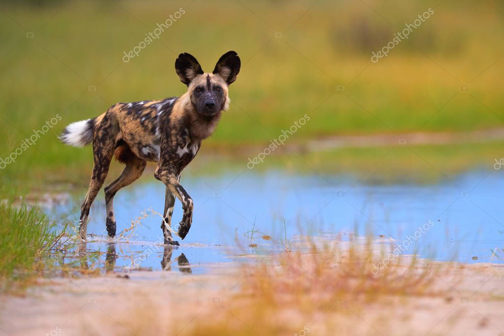Perro salvaje africano, Lycaon pictus, perro pintado africano paseando ...
