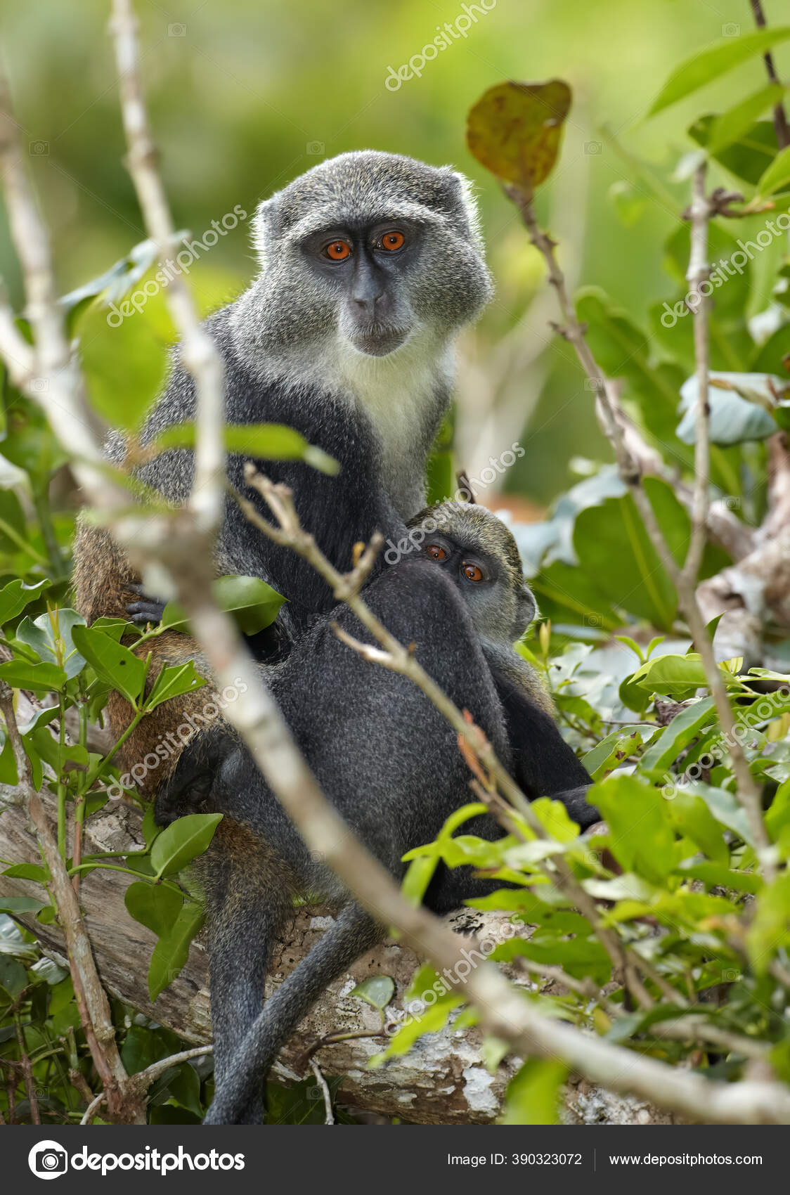 Close Zanzibar Sykes' Monkey Cercopithecus Albogularis Typical ...