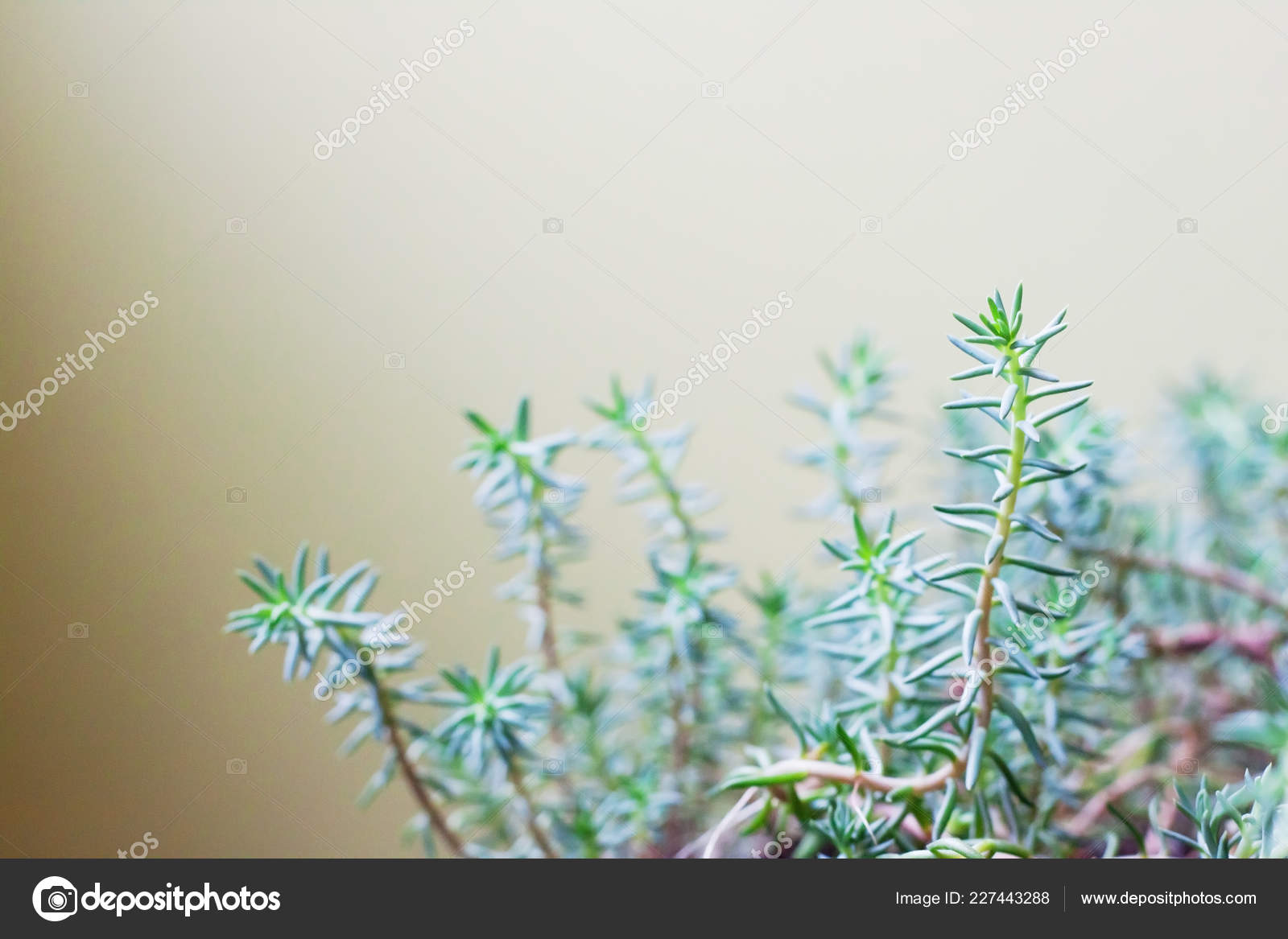 Creative Layout Made Succulent Planrt Clean Green Background Spring ...
