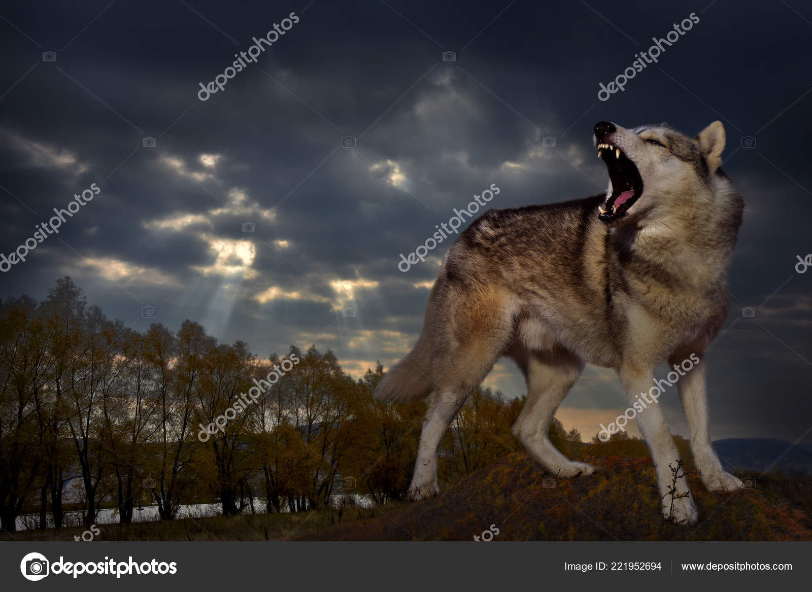 Wolf Angry Howling
