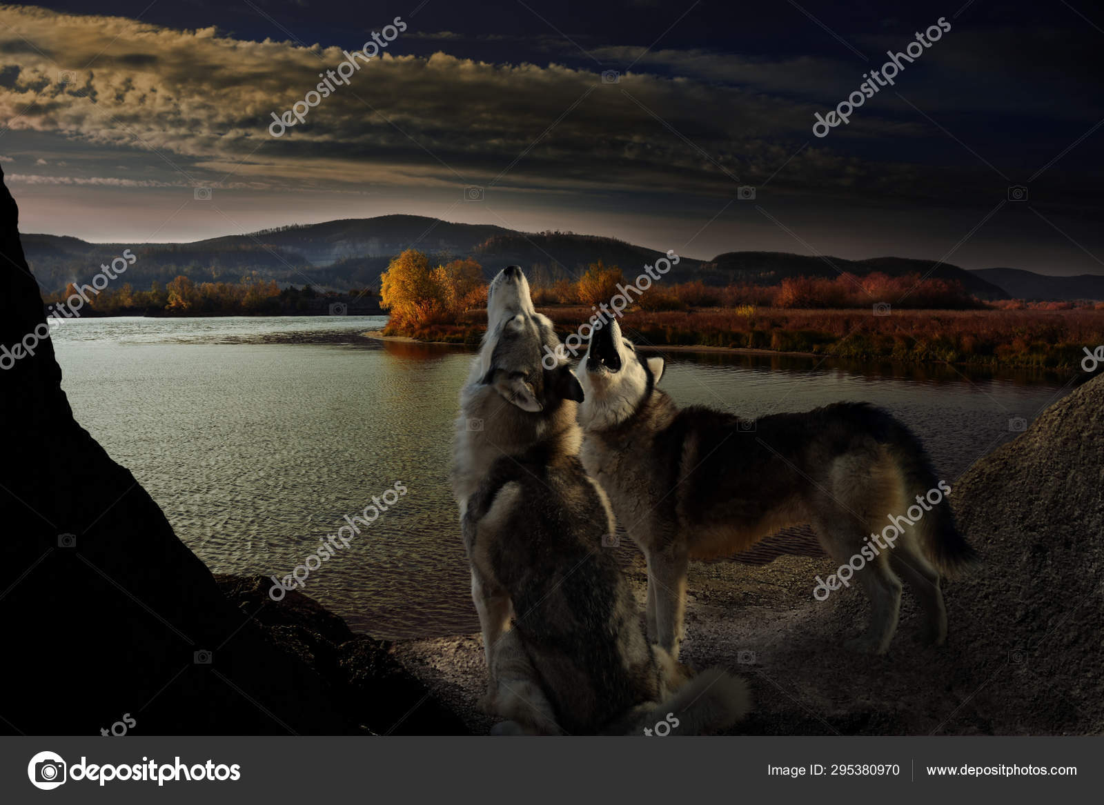 Two Wolves Howl Autumn Riverbank Stock Photo by ©astroida.list.ru 295380970