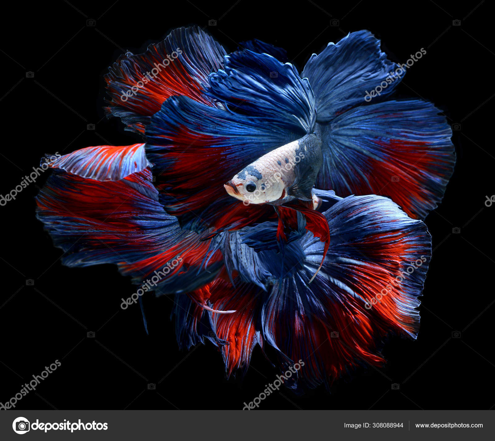 Poisson Betta Rouge Et Bleu