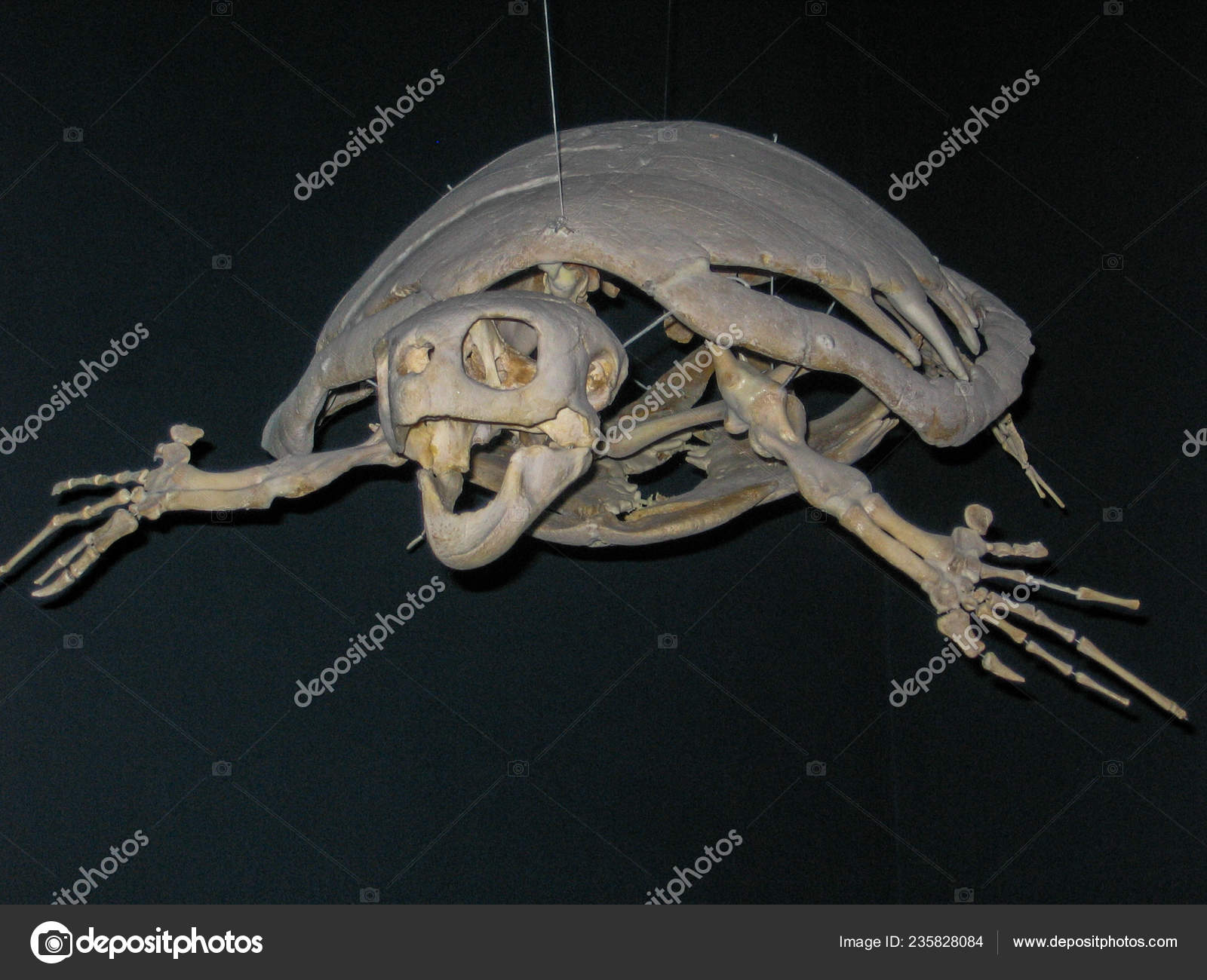 Sea Turtle Skull
