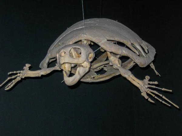 Leatherback Sea Turtle Skeleton