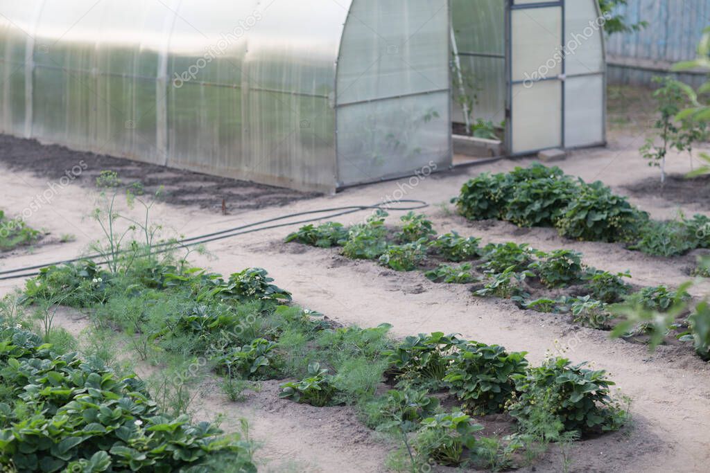 Invernadero jard n y plantaci n de pl ntulas en el suelo. Naturaleza vegetal de jard n. 2024