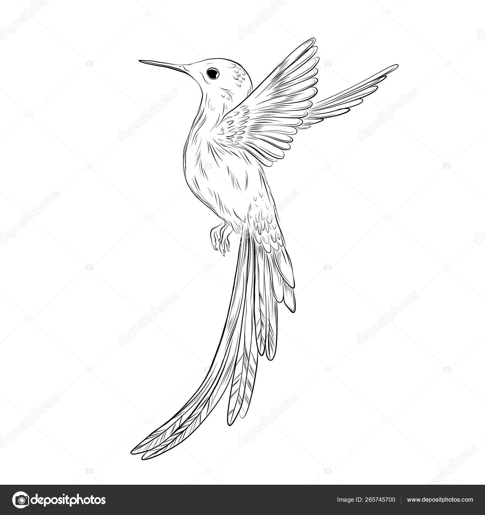 Hand-drawn colibri illustration. Humming bird sketch on white ...