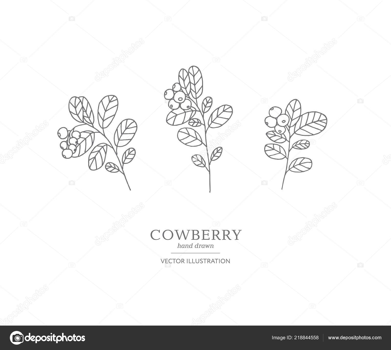 Bearberry Drawing