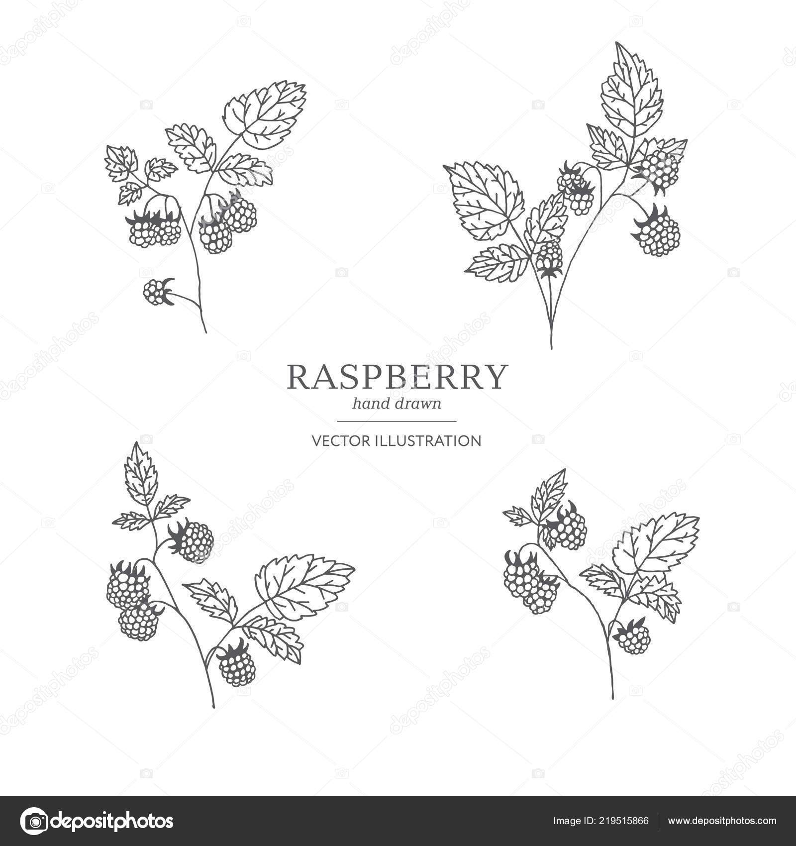 Hand drawn raspberry branches Stock Vector Image by ©ddok #219515866