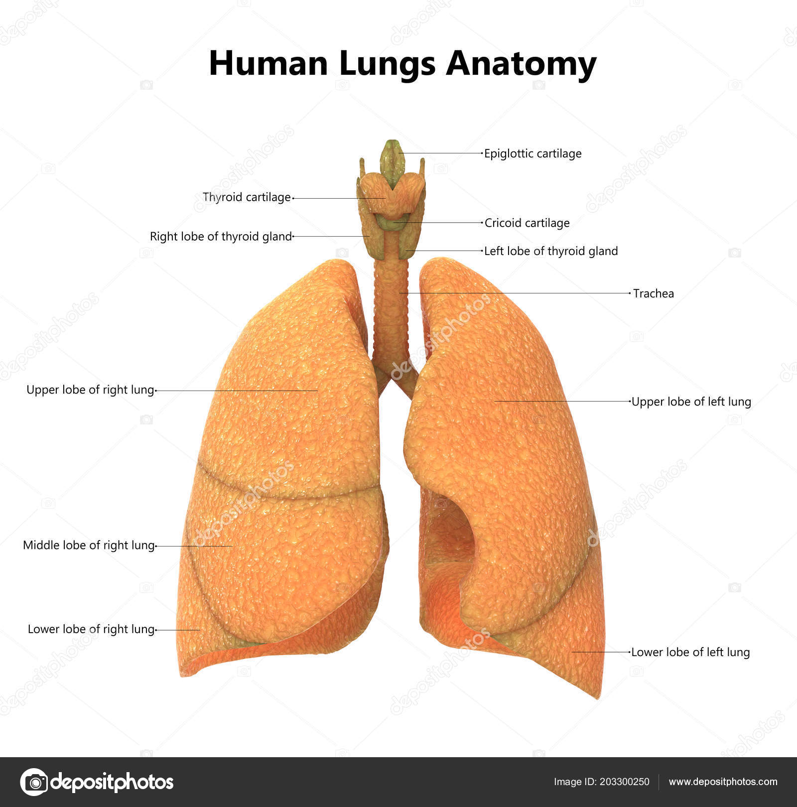 Respiratory System Without Labels 3d