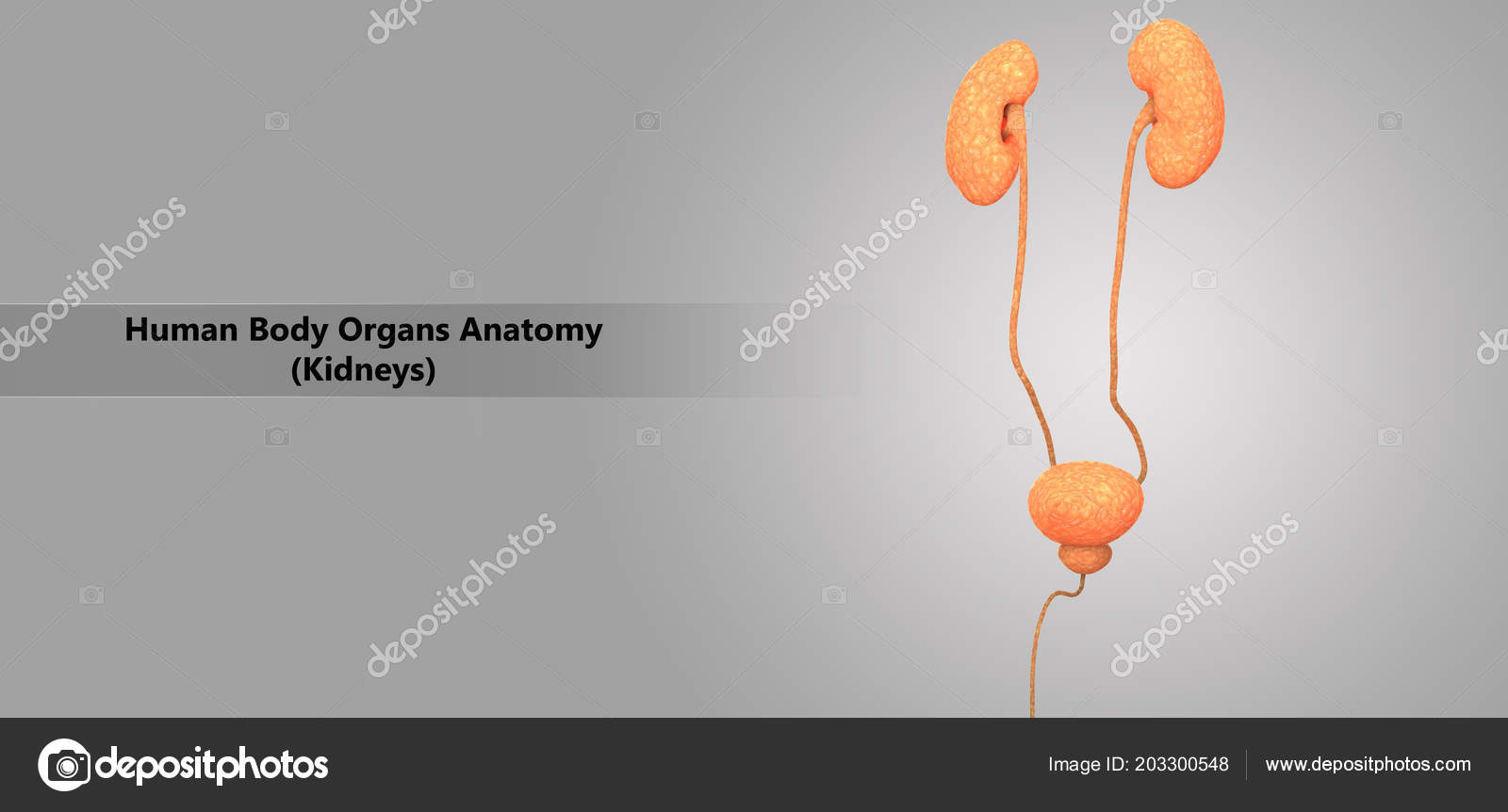Illustration Human Urinary System Anatomy Stock Photo by ©magicmine ...