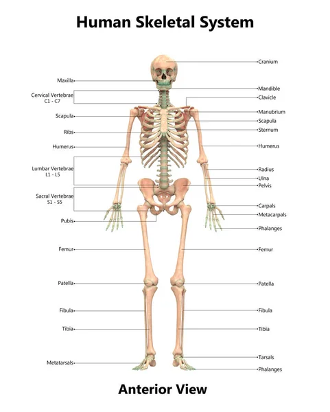 Zenskalidskakostradiagram