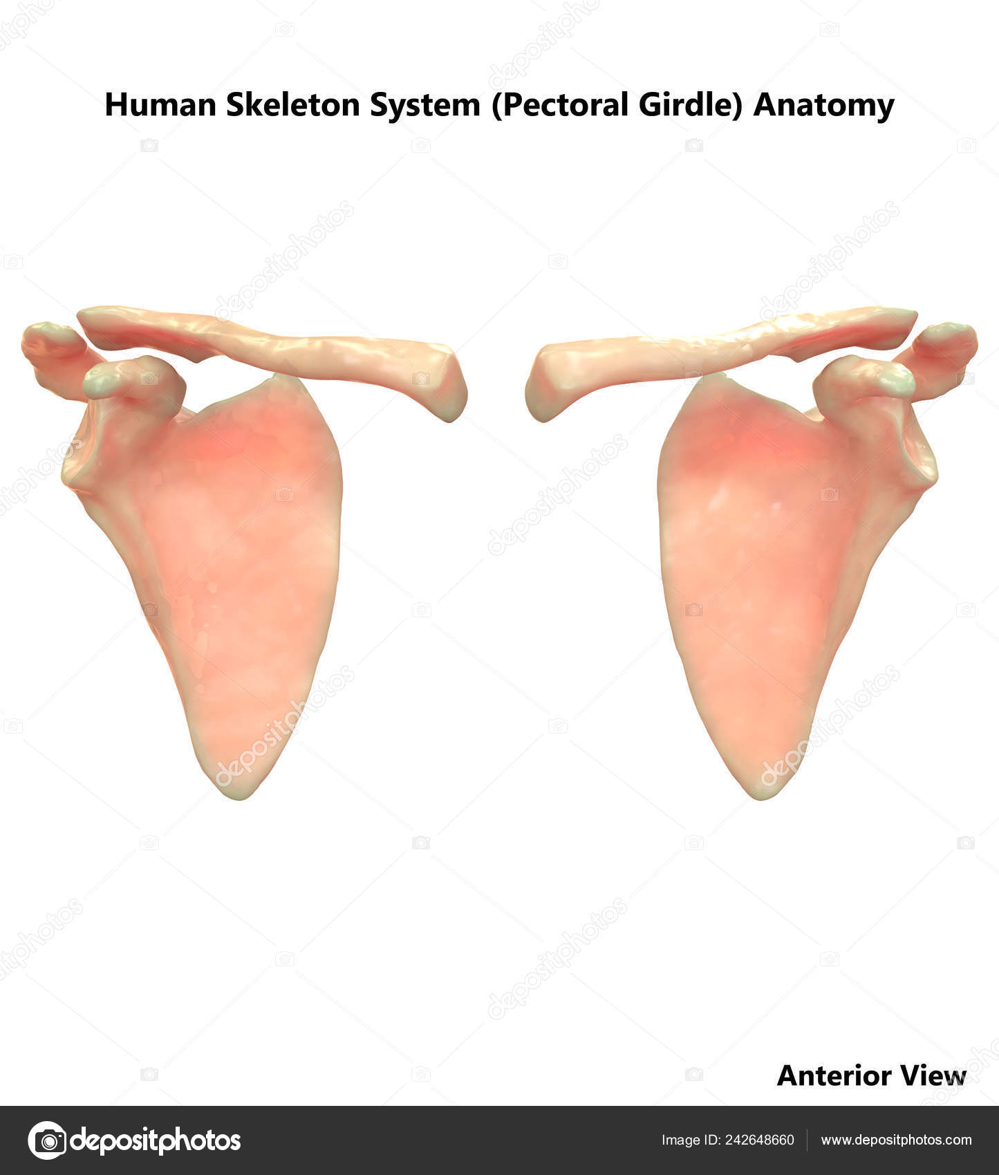 Ilustración Anatomía Del Sistema Esquelético Humano Cintura Pectoral ...