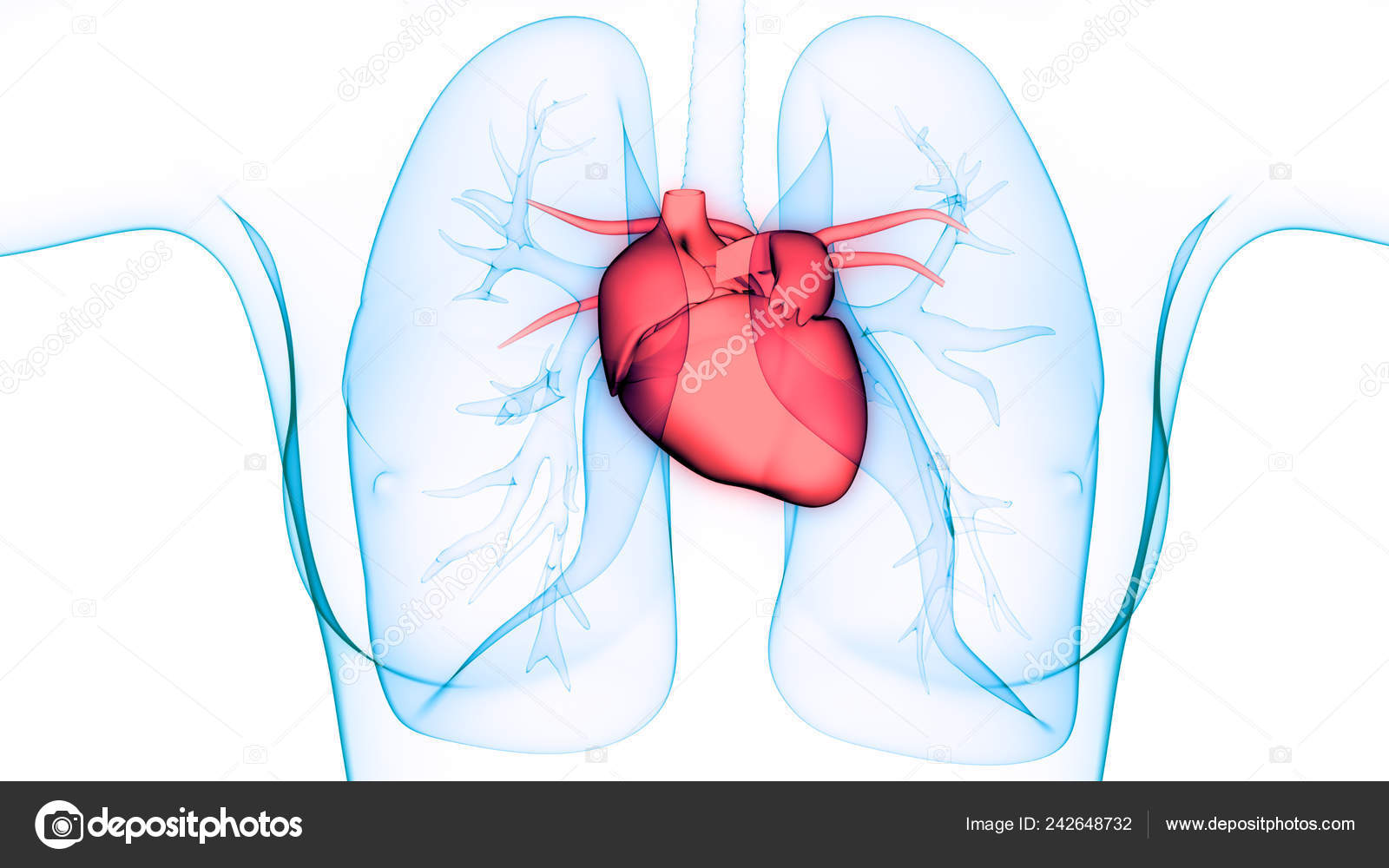 Human Anatomy Organs Heart