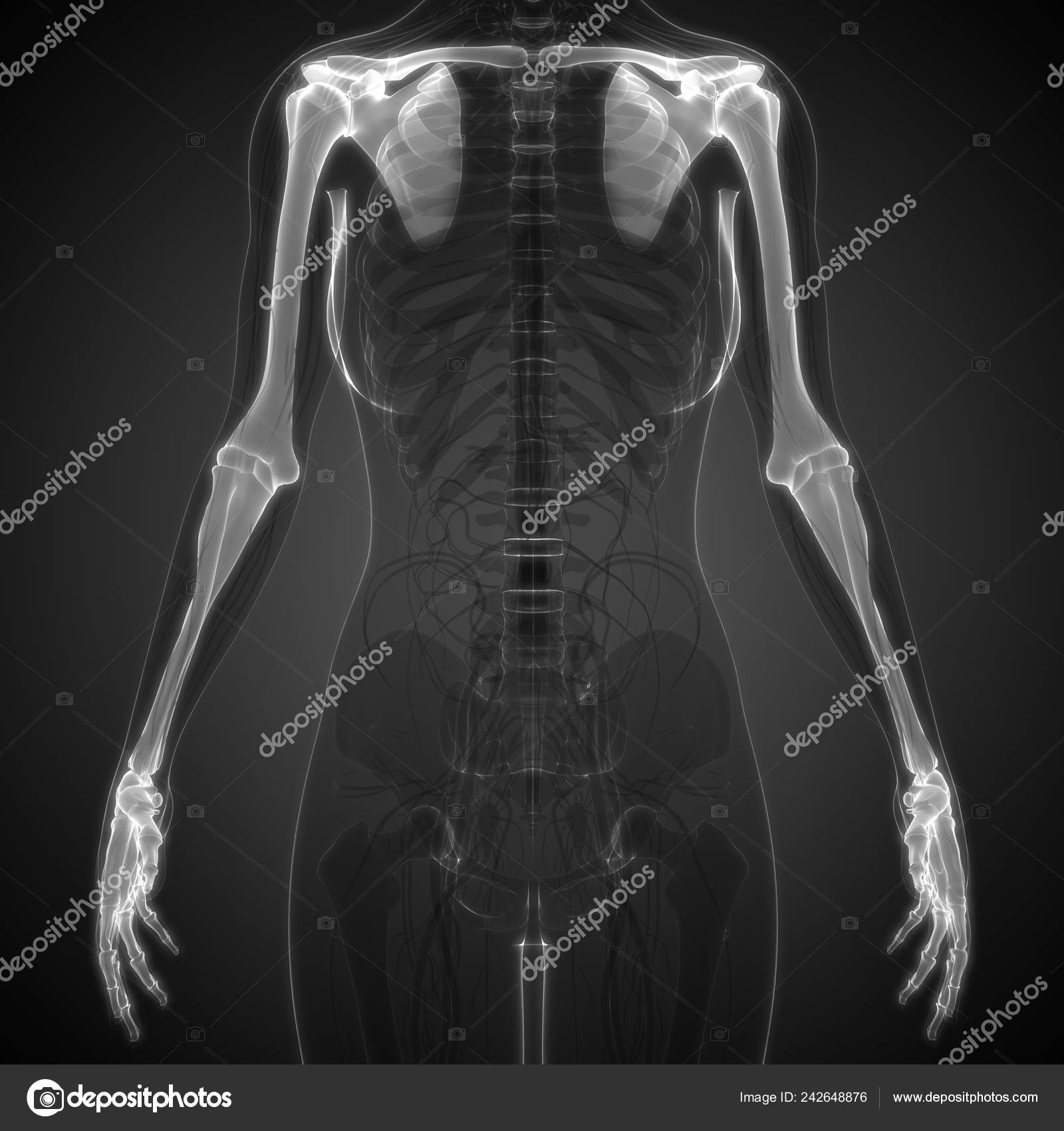 Skeletal System Fivem