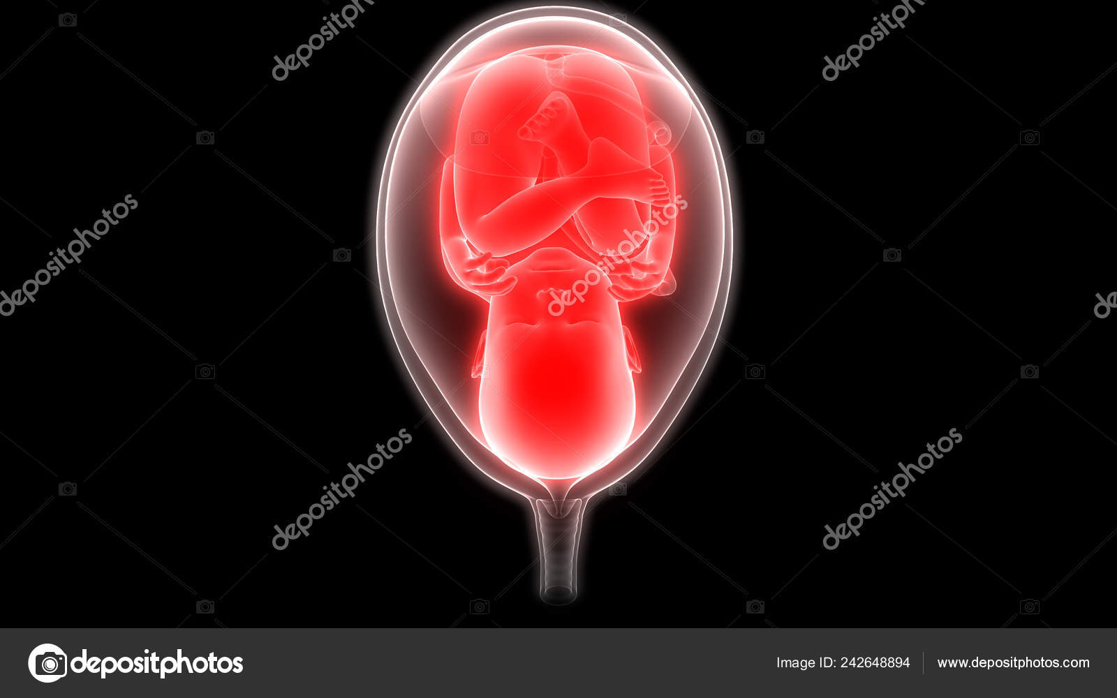 Illustration Human Embryo Ultrasound Stock Photo by ©magicmine 242648894