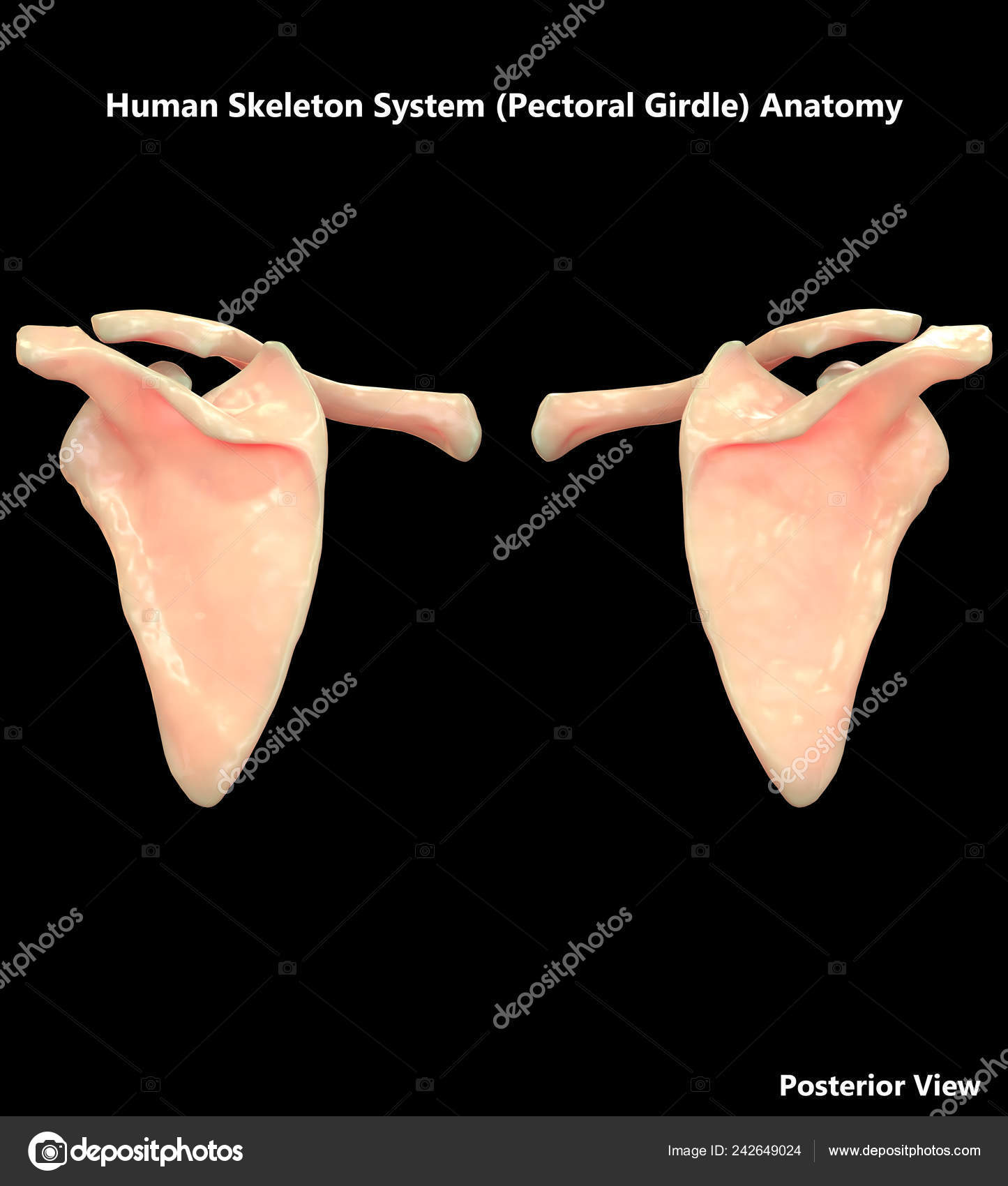 Pectoral Girdle Labeled