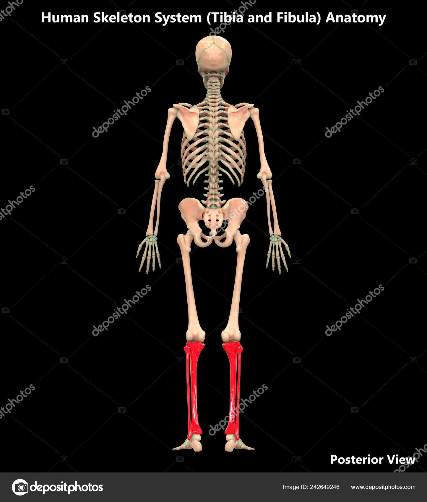 Human Skeleton Tibia, Femur and Fibula Bones — Stock Photo © magicmine ...