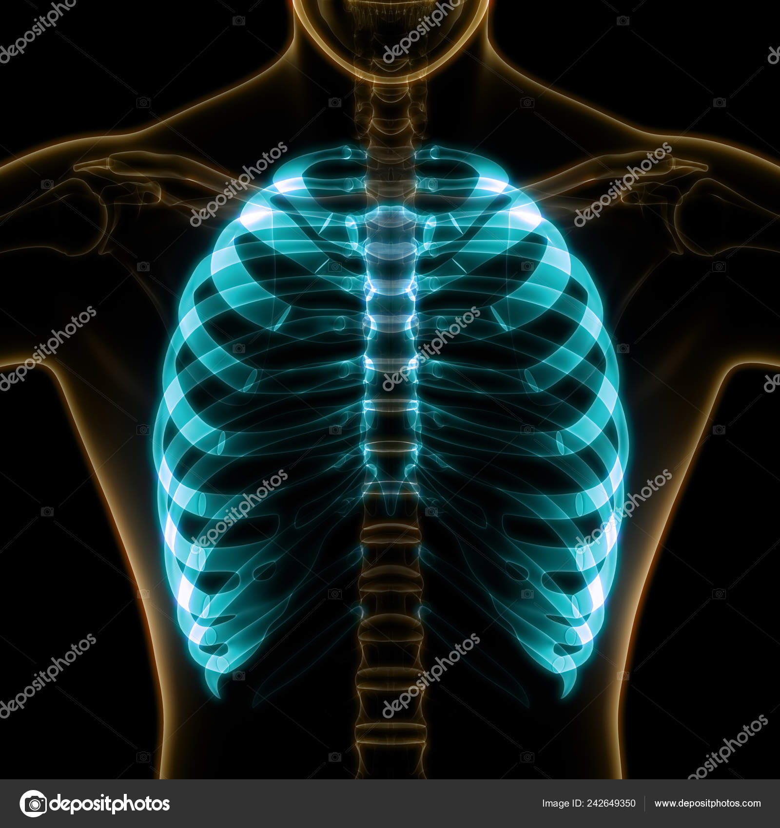 Illustration Human Skeleton System Rib Cage Anatomy — Stock Photo ...