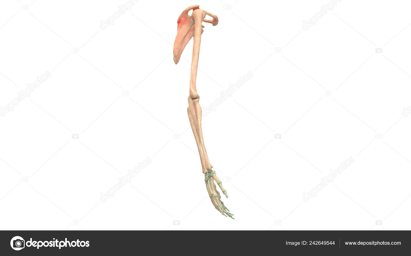 Illustration Human Skeleton System Anatomy Upper Limbs Stock Photo by ...